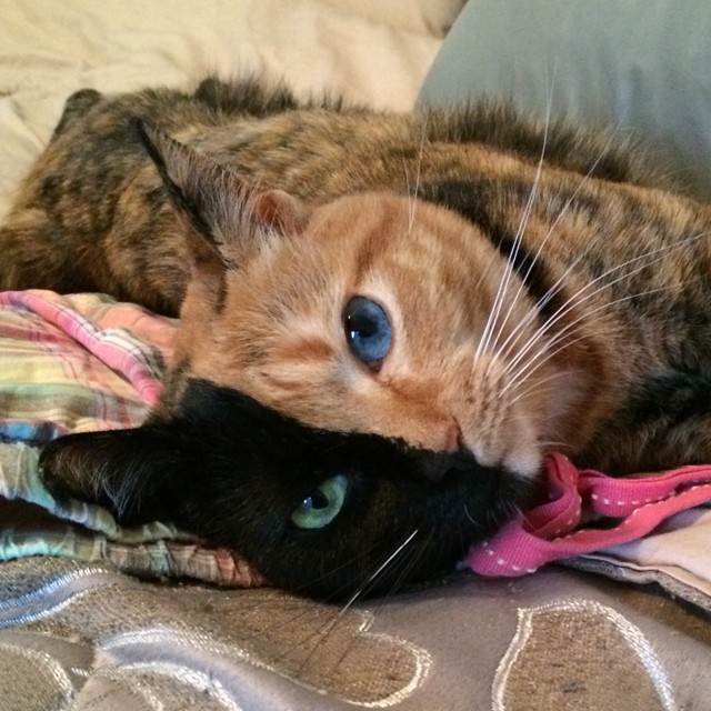 Venus, the amazing chimera cat - Ego - AlterEgo
