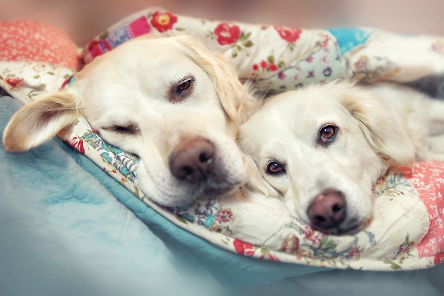 Golden Retriever Mali and his best friends, photography by Gabi ...