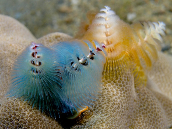 Underwater creatures look like mini Christmas trees - Ego - AlterEgo
