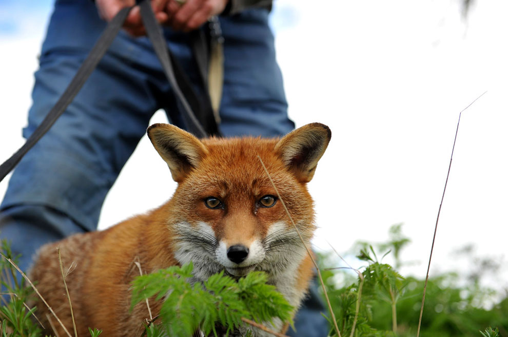Patsy Gibbons, fantastic Mr. Fox - Ego - AlterEgo