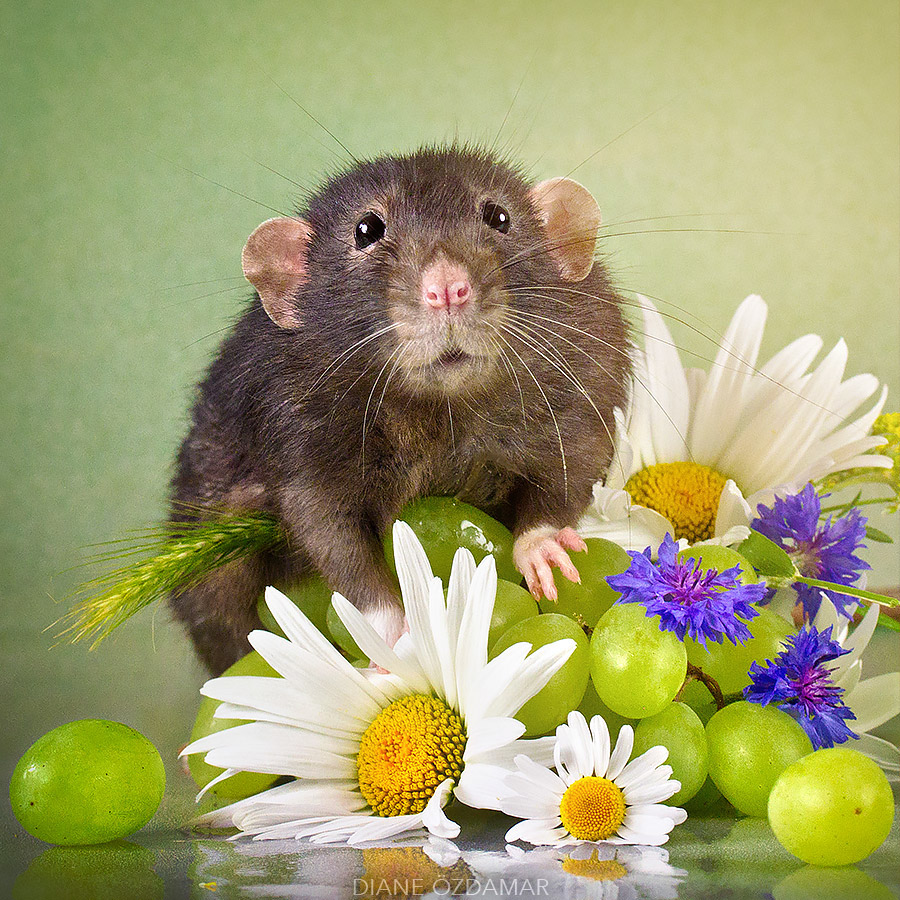 Fancy rats, a collection of domestic rats portraits by Diane Özdamar ...
