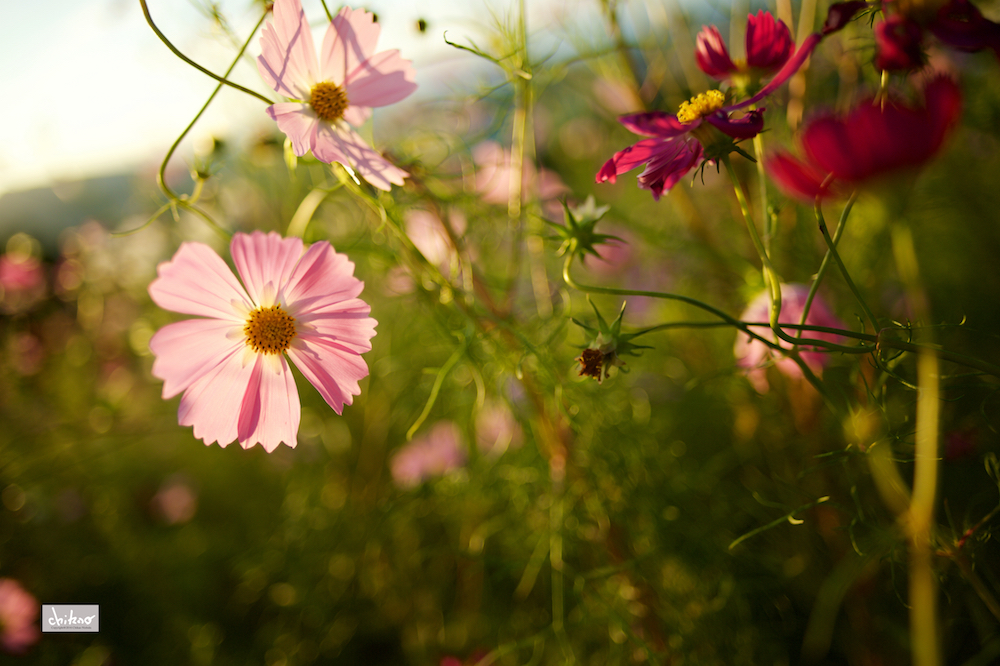 Vivid, photography by Chikao Nishida - Ego - AlterEgo