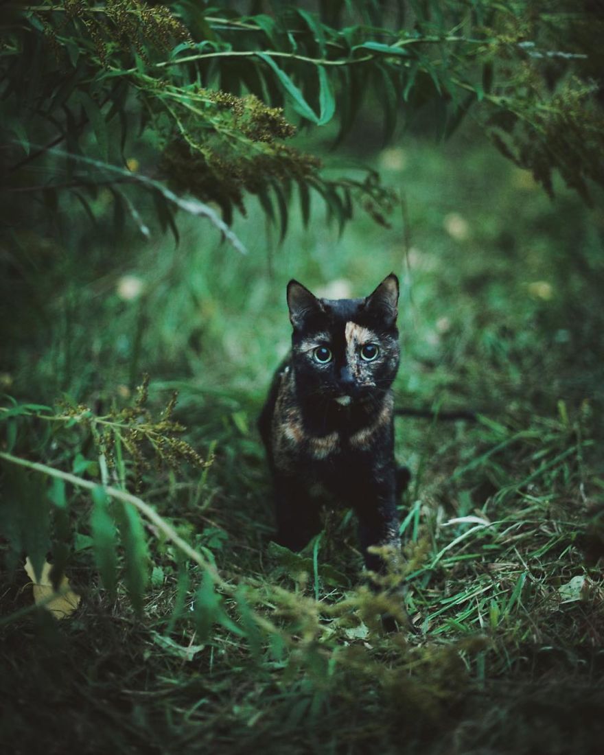 Seasons change but the cat remains the same, photography by Magdalena ...