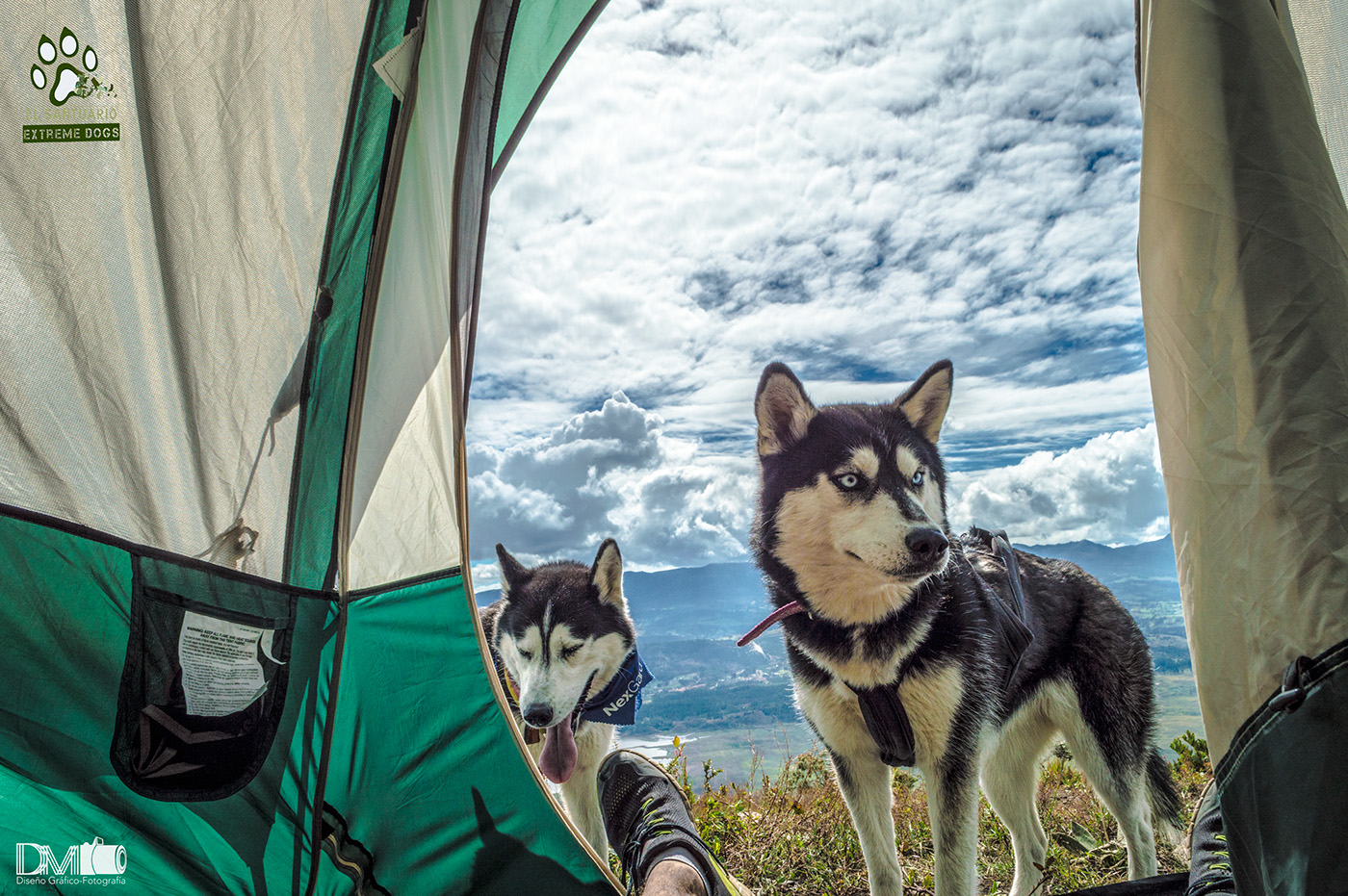 Dog Adventure, photography by Danilo Muñoz Ferrer - Ego - AlterEgo