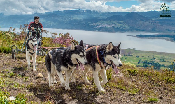 Dog Adventure, photography by Danilo Muñoz Ferrer - Ego - AlterEgo