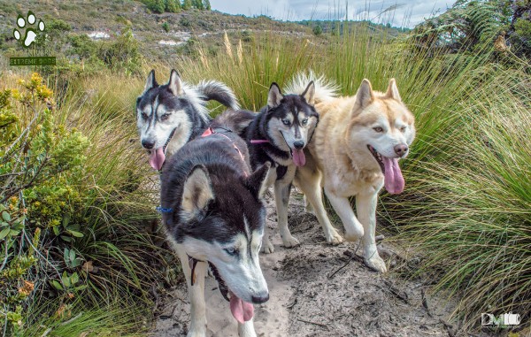 Dog Adventure, photography by Danilo Muñoz Ferrer - Ego - AlterEgo
