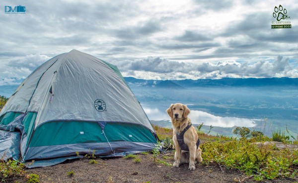 Dog Adventure, photography by Danilo Muñoz Ferrer - Ego - AlterEgo