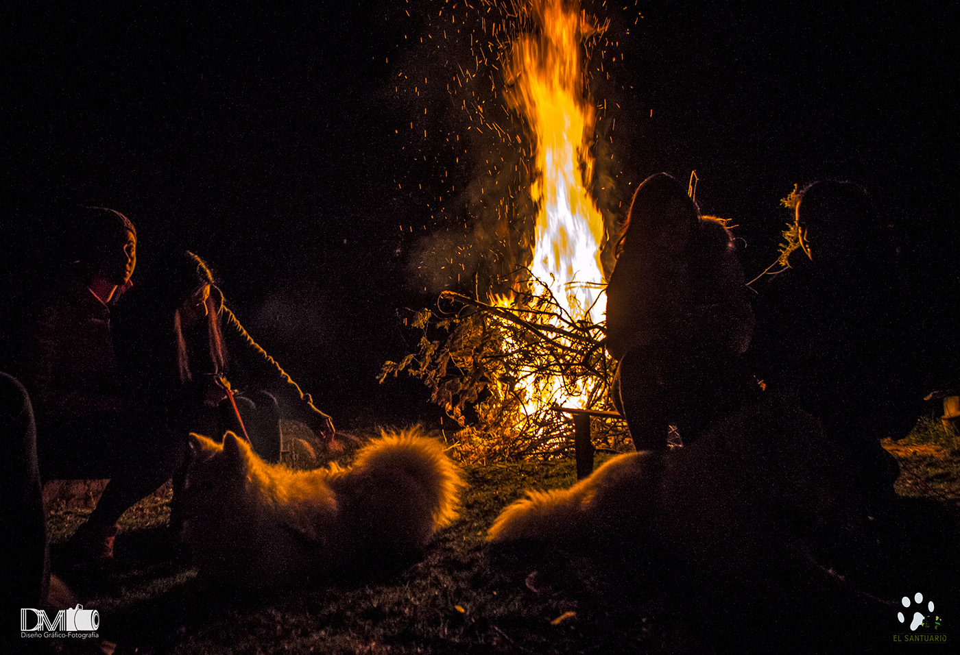Dog Adventure, photography by Danilo Muñoz Ferrer - Ego - AlterEgo