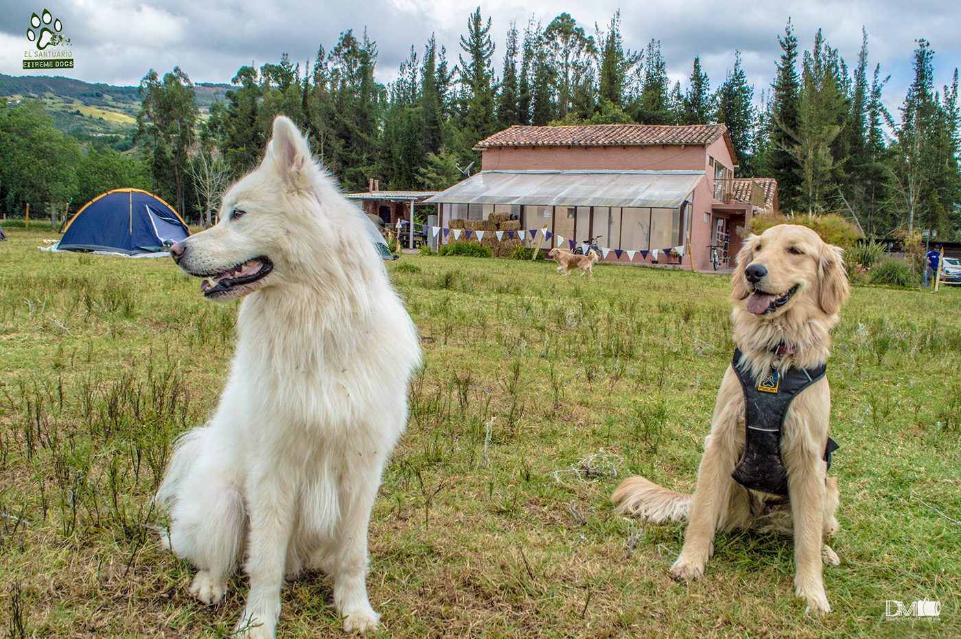 Dog Adventure, photography by Danilo Muñoz Ferrer - Ego - AlterEgo