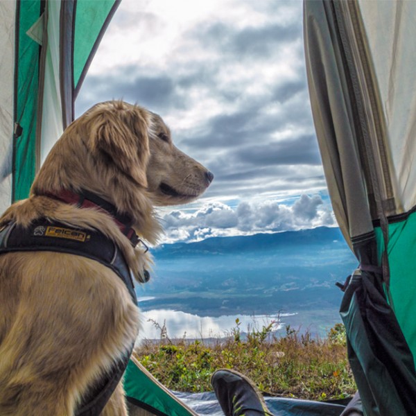 Dog Adventure, photography by Danilo Muñoz Ferrer - Ego - AlterEgo
