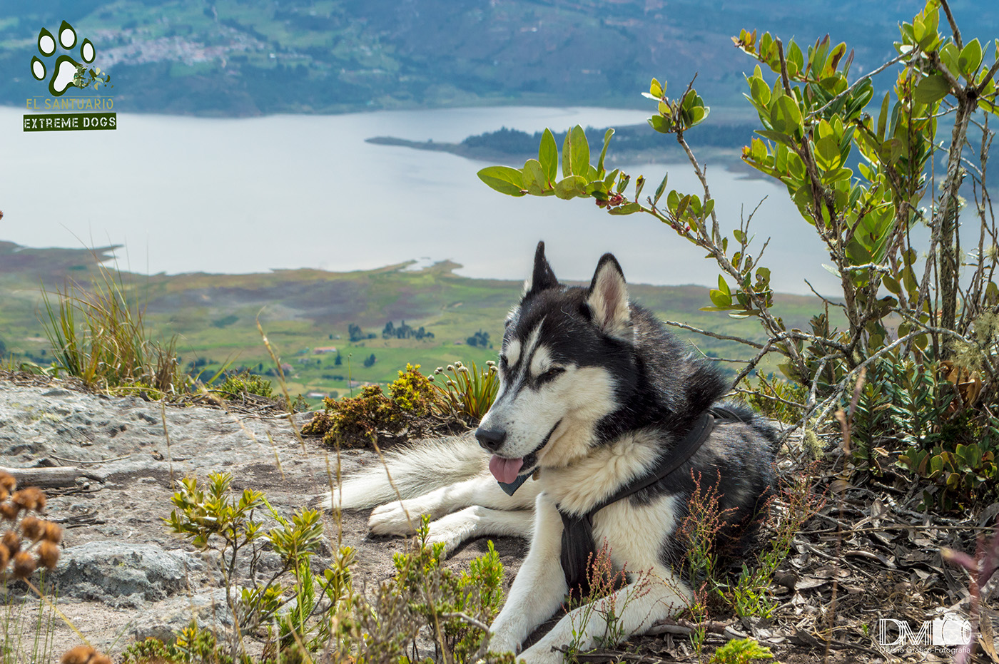Dog Adventure, photography by Danilo Muñoz Ferrer - Ego - AlterEgo