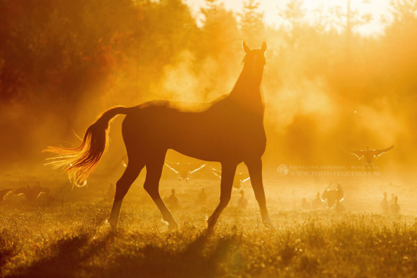 Flight of fancy, photography by Katarzyna Okrzesik-Mikołajek - Ego ...