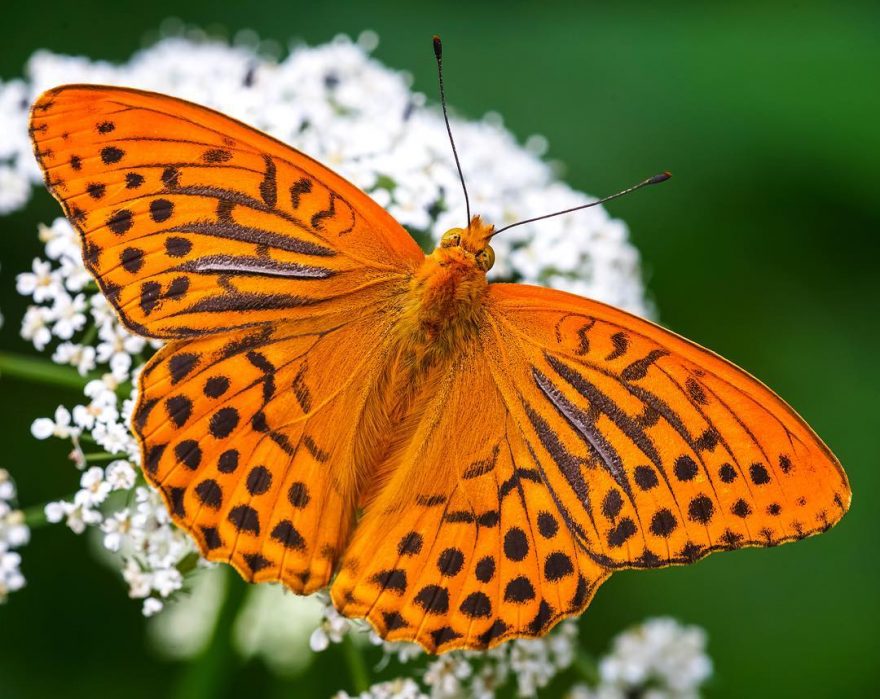 Flowers and butterflies, photography by Adam Gor - Ego - AlterEgo