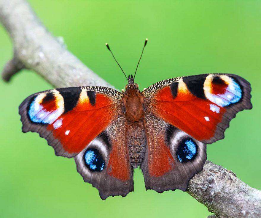 Flowers and butterflies, photography by Adam Gor - Ego - AlterEgo