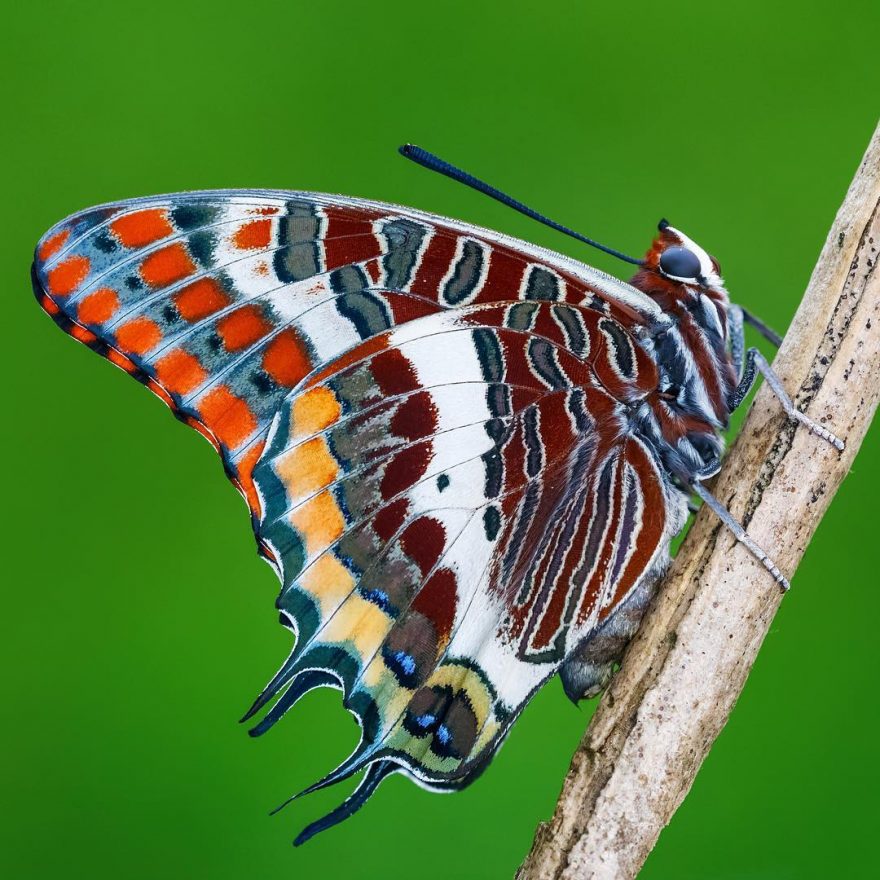 Flowers and butterflies, photography by Adam Gor - Ego - AlterEgo