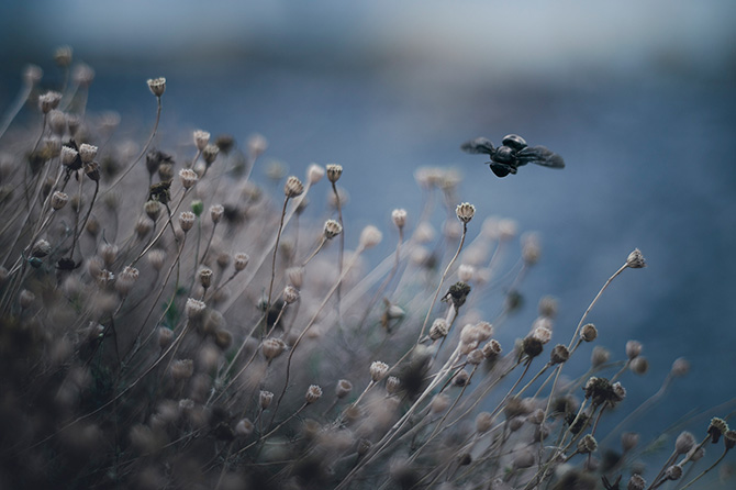 Exquisite atmospheric photography by Rachel Bellinsky - Ego - AlterEgo