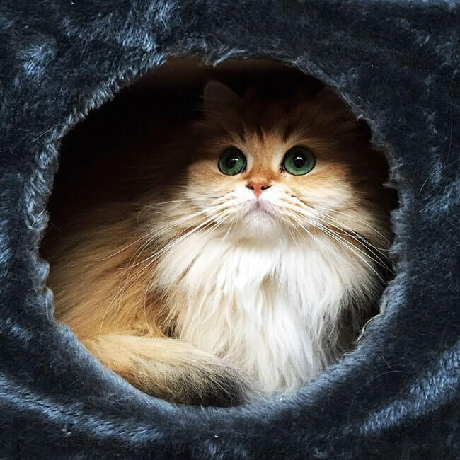 Meet Smoothie, “The most photogenic cat in the world” - Ego - AlterEgo