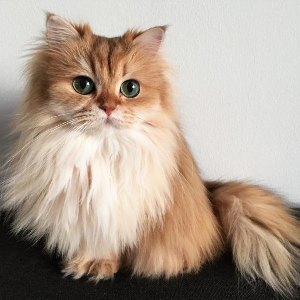 Meet Smoothie, “The most photogenic cat in the world” - Ego - AlterEgo