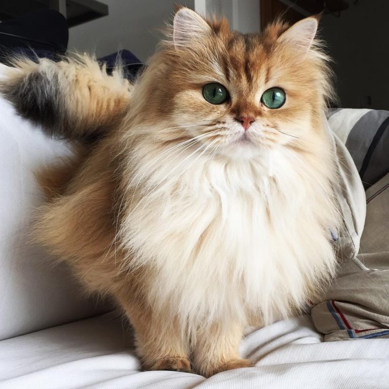 Meet Smoothie, “The most photogenic cat in the world” - Ego - AlterEgo