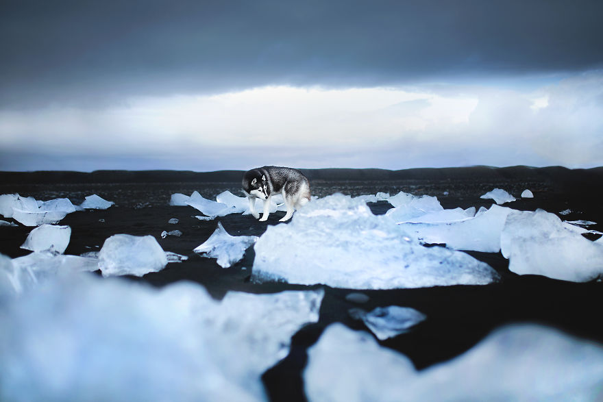 Four-legged models in breathtaking landscapes, photography by Alicja ...
