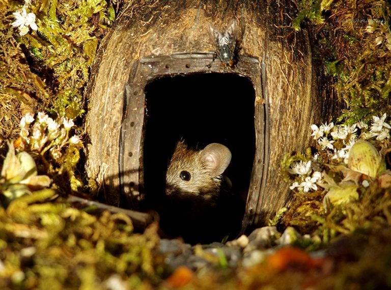 George the Mouse in a log pile house - Ego - AlterEgo