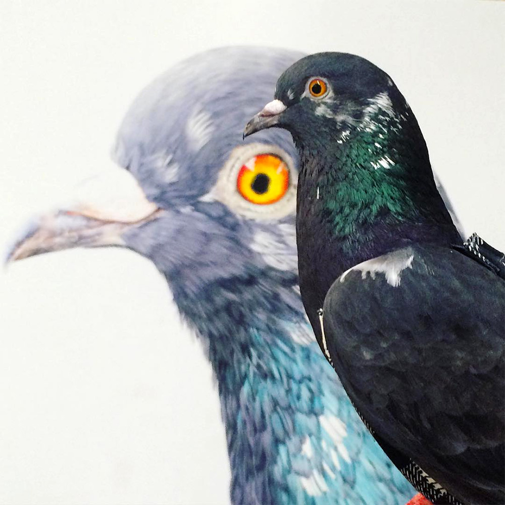 Adele Renault, Large-scale paintings of pigeons - Ego - AlterEgo
