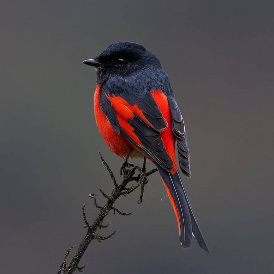 Amazing birds photography by Aditya Chavan - Ego - AlterEgo