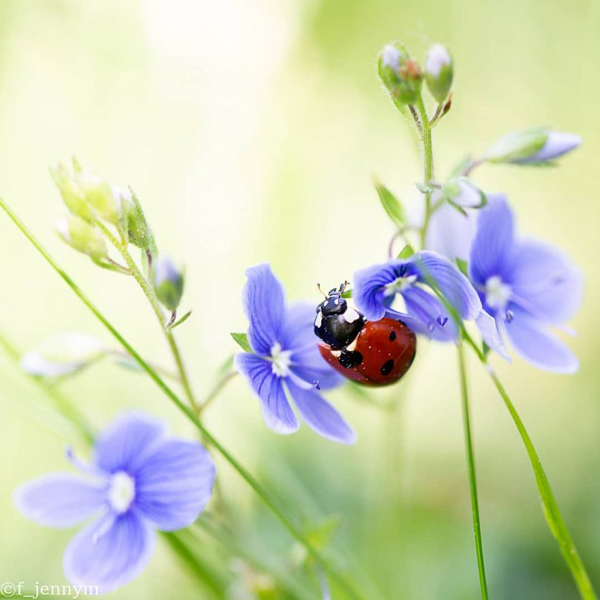 Flowers of Sweden, photography by Jenny Mårtensson - Ego - AlterEgo