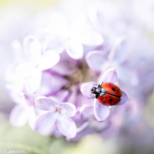 Flowers of Sweden, photography by Jenny Mårtensson - Ego - AlterEgo