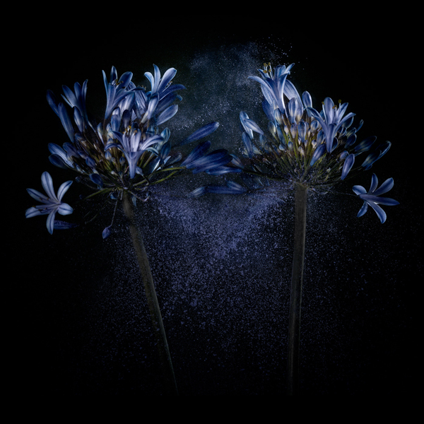 Flower Power II, photography by Robert Peek - Ego - AlterEgo