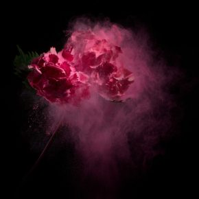 Flower Power II, photography by Robert Peek - Ego - AlterEgo